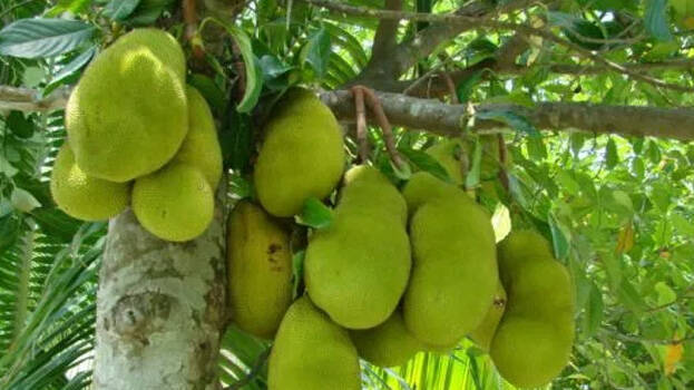 ‘Chakka’ is new chicken substitute post corona scare - INDIA - GENERAL ...